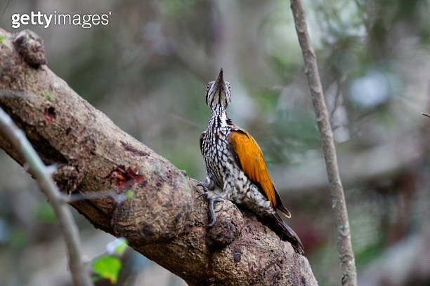 Woodpecker bird : adult male Greater flameback also known as greater ...