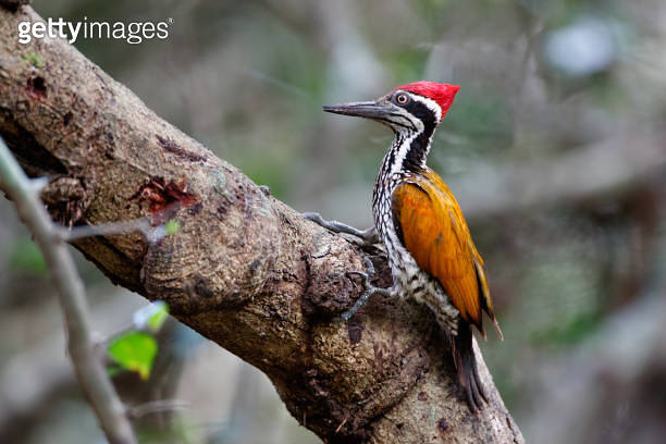 Woodpecker bird : adult male Greater flameback also known as greater ...