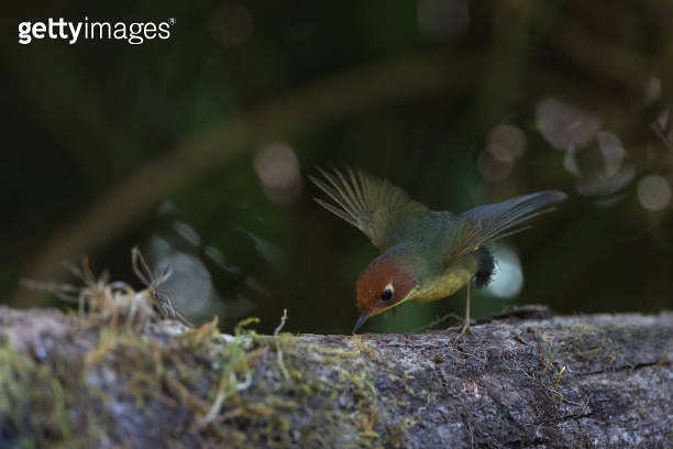 Tesia bird : adult Chestnut-headed tesia (Cettia castaneocoronata ...