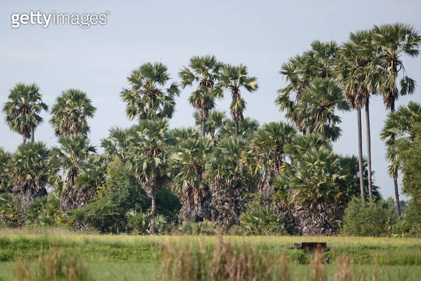Tree : Asian Sugar palm (Borassus flabellifer), known as doub palm ...