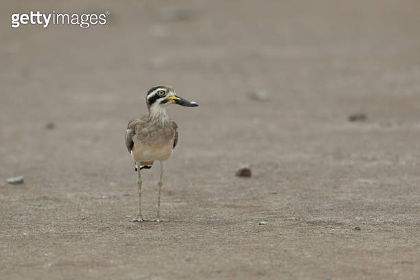 Wader bird : adult Great thick-knee, also known as Great stone-curlew ...