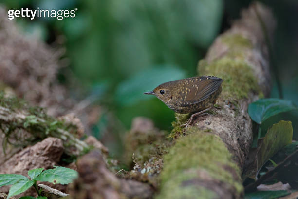 Wren-babbler bird : adult Pygmy wren-babbler or pygmy cupwing (Pnoepyga ...
