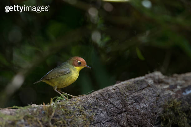 Tesia bird : adult Chestnut-headed tesia (Cettia castaneocoronata ...