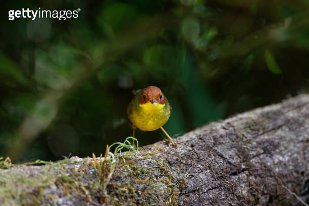 Tesia bird : adult Chestnut-headed tesia (Cettia castaneocoronata ...