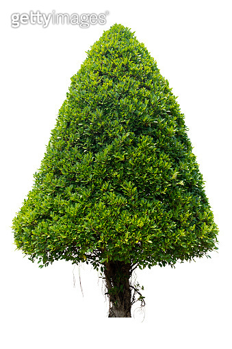 Tree was about two meters tall of Korean banyan or Ficus Annulata tree ...