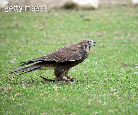 this is a side view of a brown falcon 이미지 (1424410383) - 게티이미지뱅크