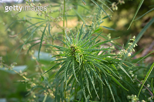 young green cannabis bush growing outdoors in nature 이미지 (1409702493 ...