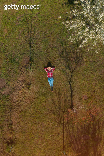 Female farmer laying down in organic cherry orchard, top down drone pov ...