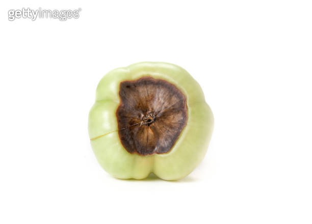 Roadster tomato with blossom end rot. 이미지 (1411935663) - 게티이미지뱅크