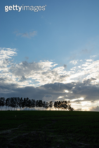 Beautiful dusk sky and silhouette of birch trees 이미지 (1411583442) - 게티이미지뱅크