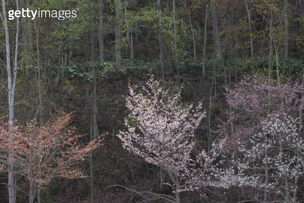 Cherry blossoms and magnolia kobus in full bloom 이미지 (1369321625) - 게티이미지뱅크
