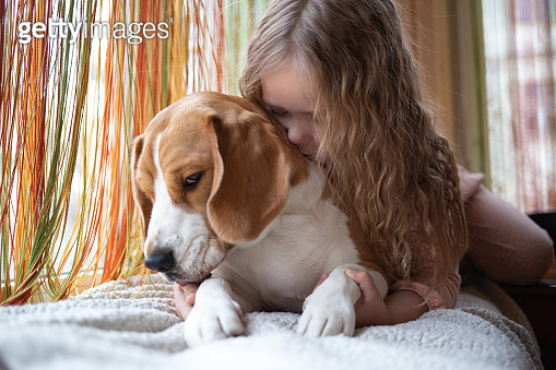 little cute girl hugs a beagle dog sitting on the windowsill ...