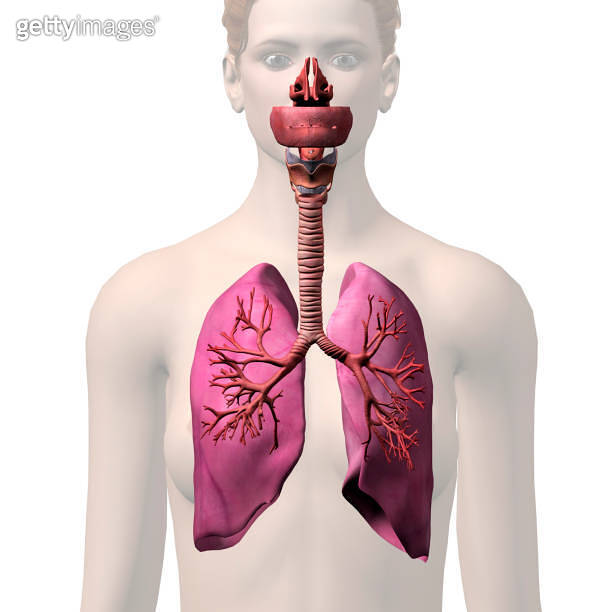 Female Respiratory System Anatomy Front View on White Background ...