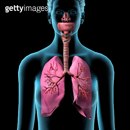 Female Respiratory System Anatomy Front View on Black Background ...