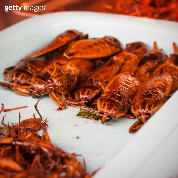 Fried insects on plate 이미지 (1381780535) - 게티이미지뱅크