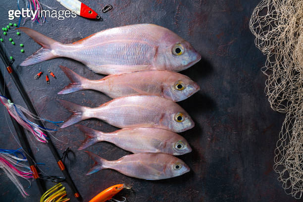 Common Pandora Snapper fish sparidae group in a row on gray with ...