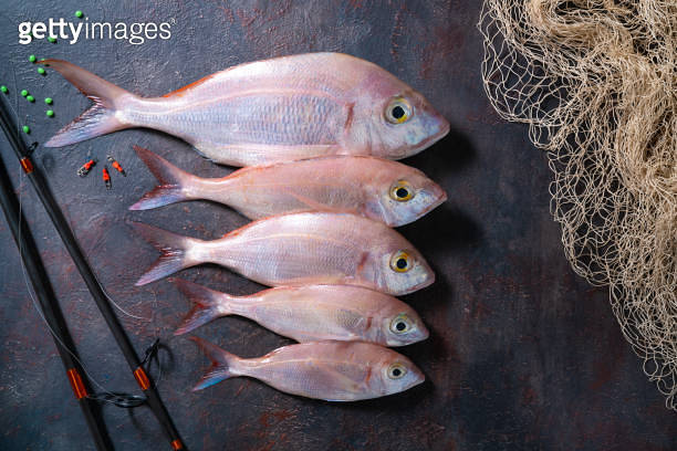 Common Pandora Snapper fish sparidae group in a row on gray with ...