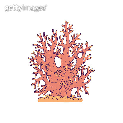 Coral red. Vector coralline reef ocean animal underwater life doodle ...