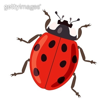 Ladybug Insect on white background cartoon illustration. Lady bug ...