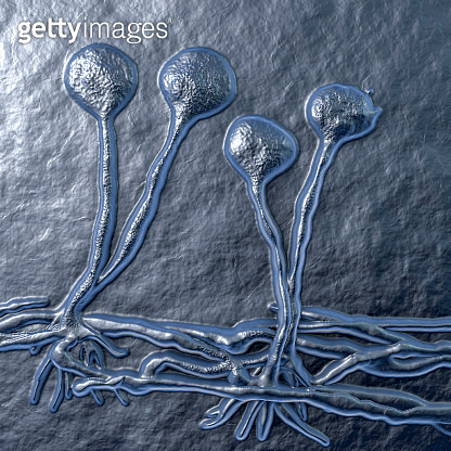 Structure of Rhizopus mold, also known as bread mold (1362506551) 일러스트 ...