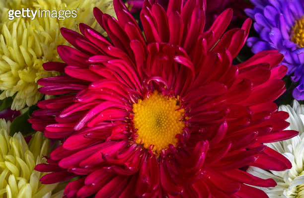 Bouquet of beautiful mixed flowers. Yellow, pink and red flower with ...