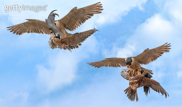 Hawk in flight with fish in its claws, Two hawks fighting for food in ...