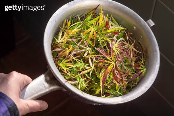 Woman's Hand Holding Colander Filled with Multicolored Autumn Cannabis ...