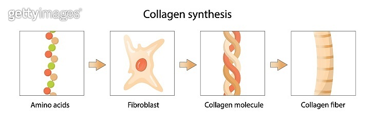 Synthesis of collagen. From fibroblasts and amino acids to collagen ...