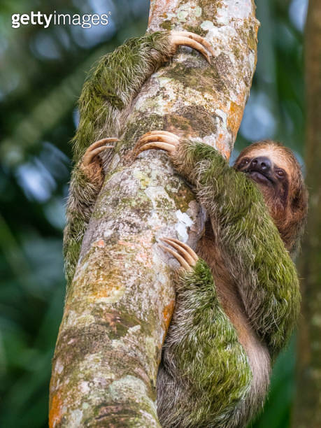 Portrait of Brown-throated three-toed sloth on tree 이미지 (1364484854 ...