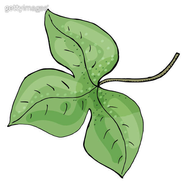 Leaves of Hepatica nobilis. Botanical elements isolated on white ...