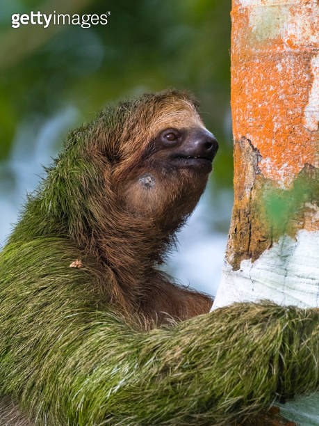 Portrait of brown-throated three-toed sloth on tree in tropical ...