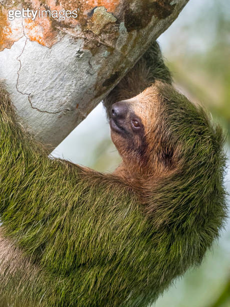 Portrait of Brown-throated three-toed sloth on tree 이미지 (1364484851 ...