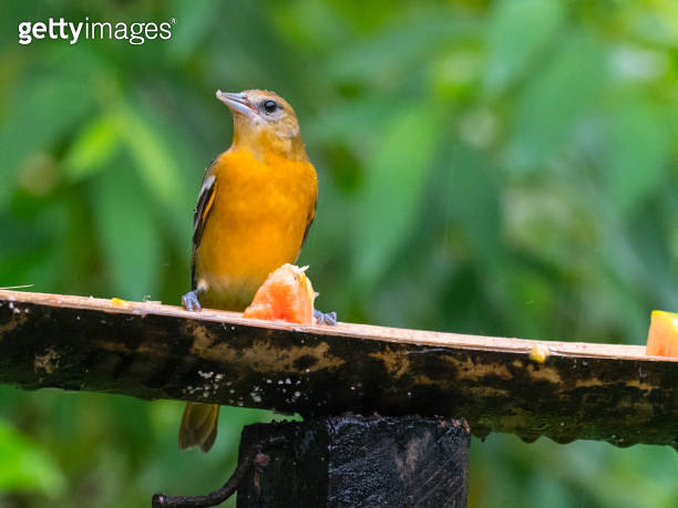 Bullock's Oriole at bird feeder in tropical rainforest in Costa Rica ...