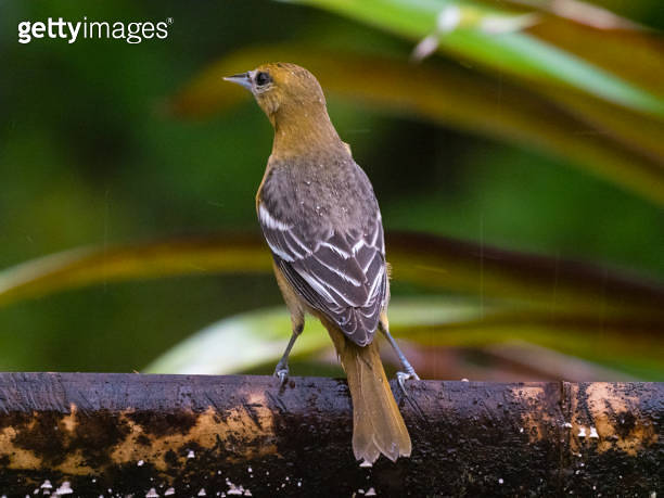 Bullock's Oriole at bird feeder in tropical rainforest in Costa Rica ...