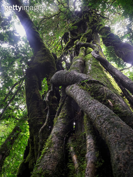 Roots and trunk of tree in Monteverde Cloud Forest Biological Reserve ...