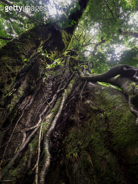 Roots and trunk of tree in Monteverde Cloud Forest Biological Reserve ...