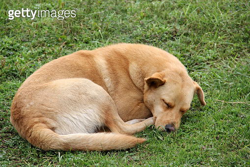 Stray dog asleep in the grass with cold and hunger as a social problem ...