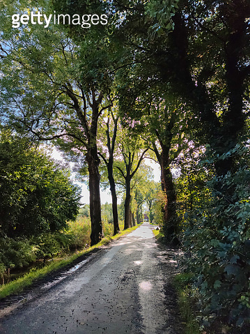Scenic lane with tall trees on both sides whose leaves are beginning to colour 이미지 (1429343464 ...