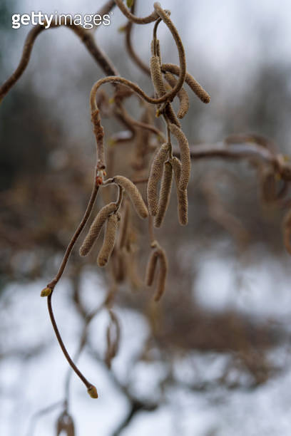 corylus avellana, contorta, contorted filbert, corkscrew hazelnut tree ...