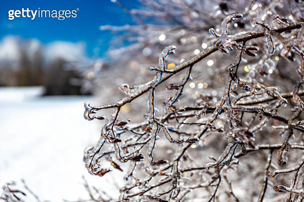 Beautiful silver ice glazed tree after snowstorm rain (1370230767) - 게티 ...