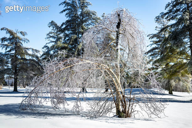 Beautiful silver ice glazed tree after snowstorm rain 이미지 (1370230751 ...