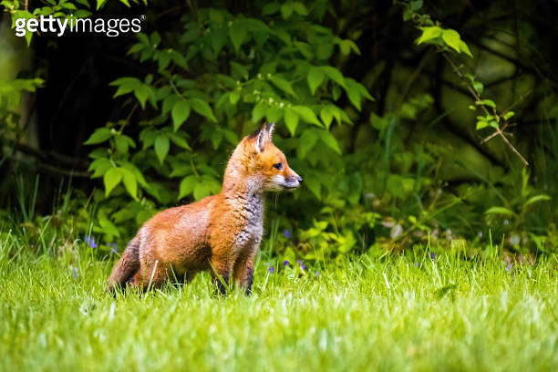 Cute brown fox pup close up portrait in the wild forest 이미지 (1397626694 ...
