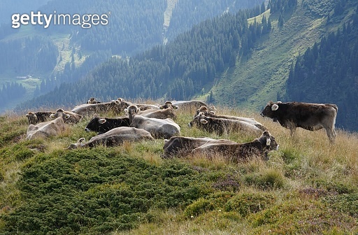 Herd of cows of breed Swiss brown having rest on alpine meadow in ...
