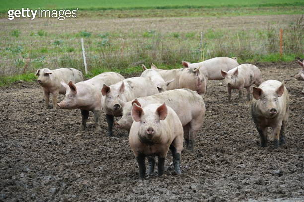 Small scale pig farm with adult animals kept free. 이미지 (1431695193 ...