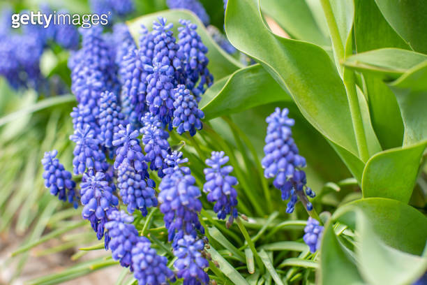 beautiful blue-purple flowers bloom in early spring. beautiful nature ...