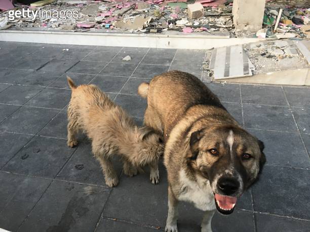 Two Stray Dogs front of a Demolished Building. 이미지 (1387502091) - 게티이미지뱅크