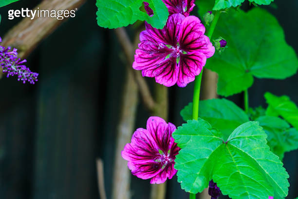 Mallow flower 이미지 (1622820581) - 게티이미지뱅크