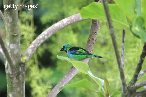 seven-colored tanager bird - Tangara seledon 이미지 (1763349613) - 게티이미지뱅크