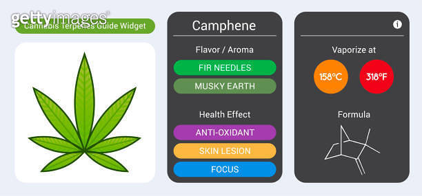 Cannabis Terpene Guide Information Chart. Aroma and Flavor with Health ...