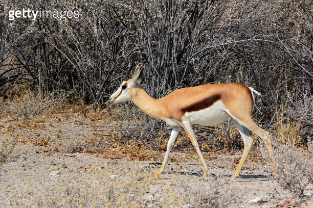 A springbok antelope walks in the park in its natural environment ...